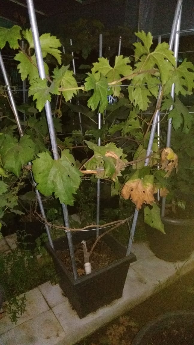 Pohon Anggur Dalam Pot