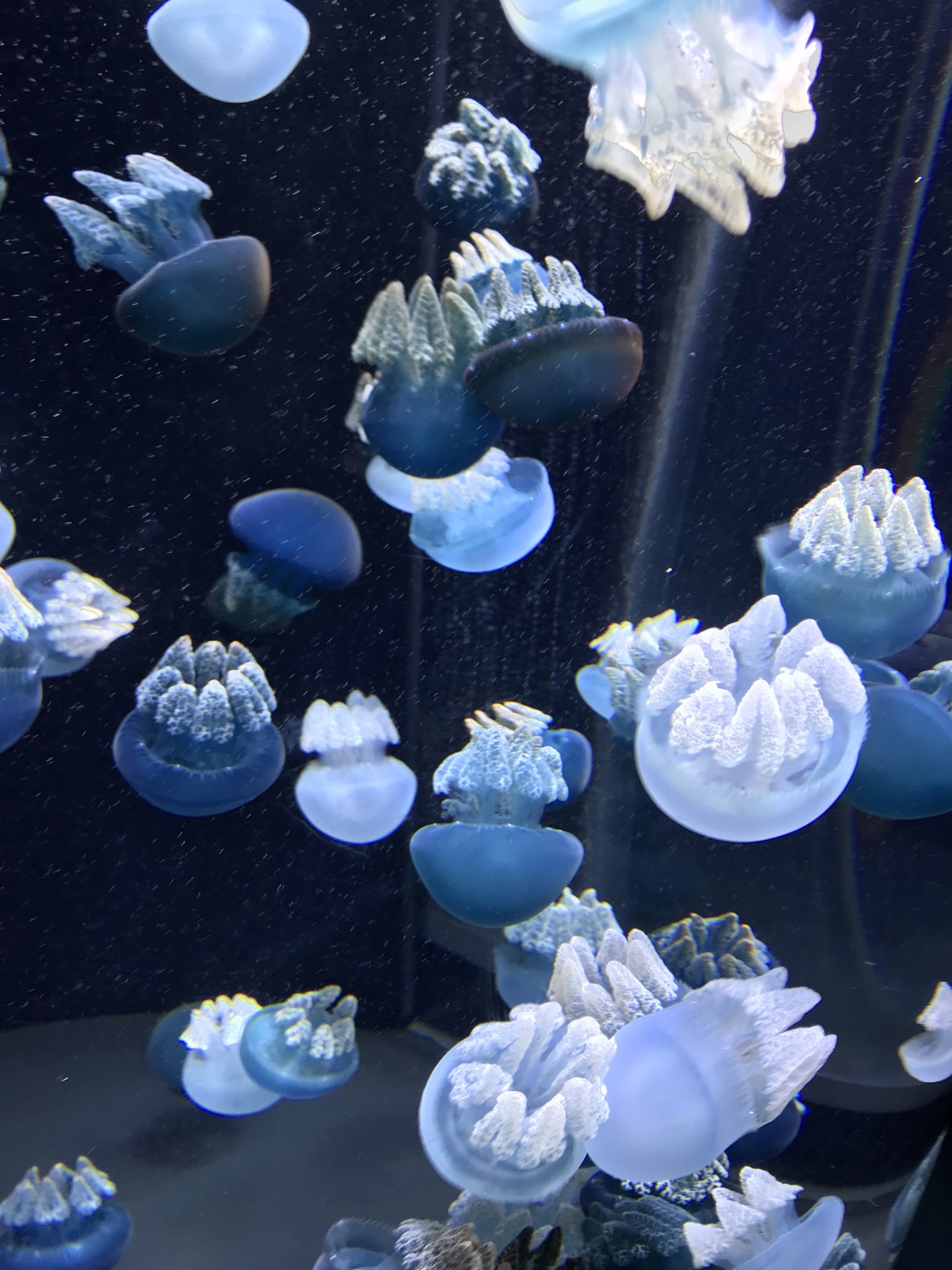 Blue Blubber Jellyfish Early Jellyfish Bloom In Moreton Bay