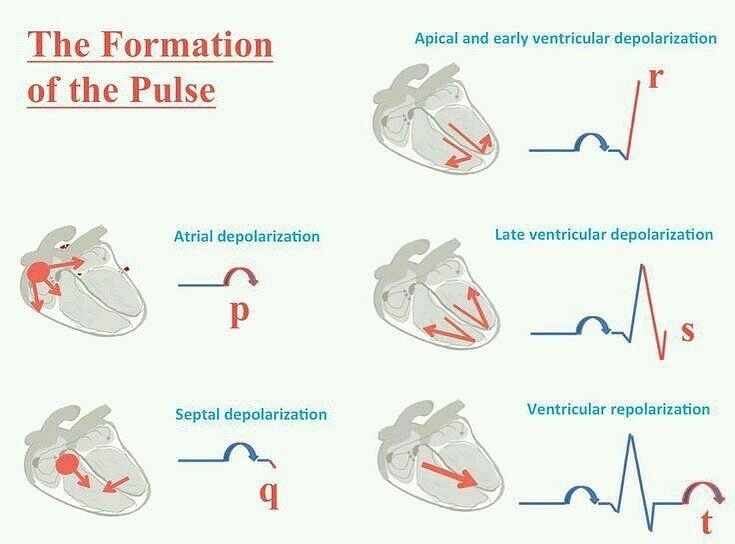 Repolarization Of The Heart