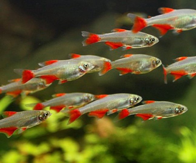 Bloodfin Tetra School