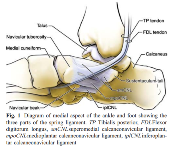Calcaneonavicular Ligament