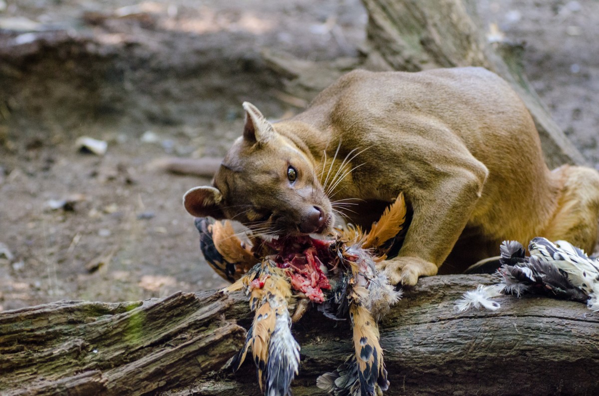 Fossa Eating