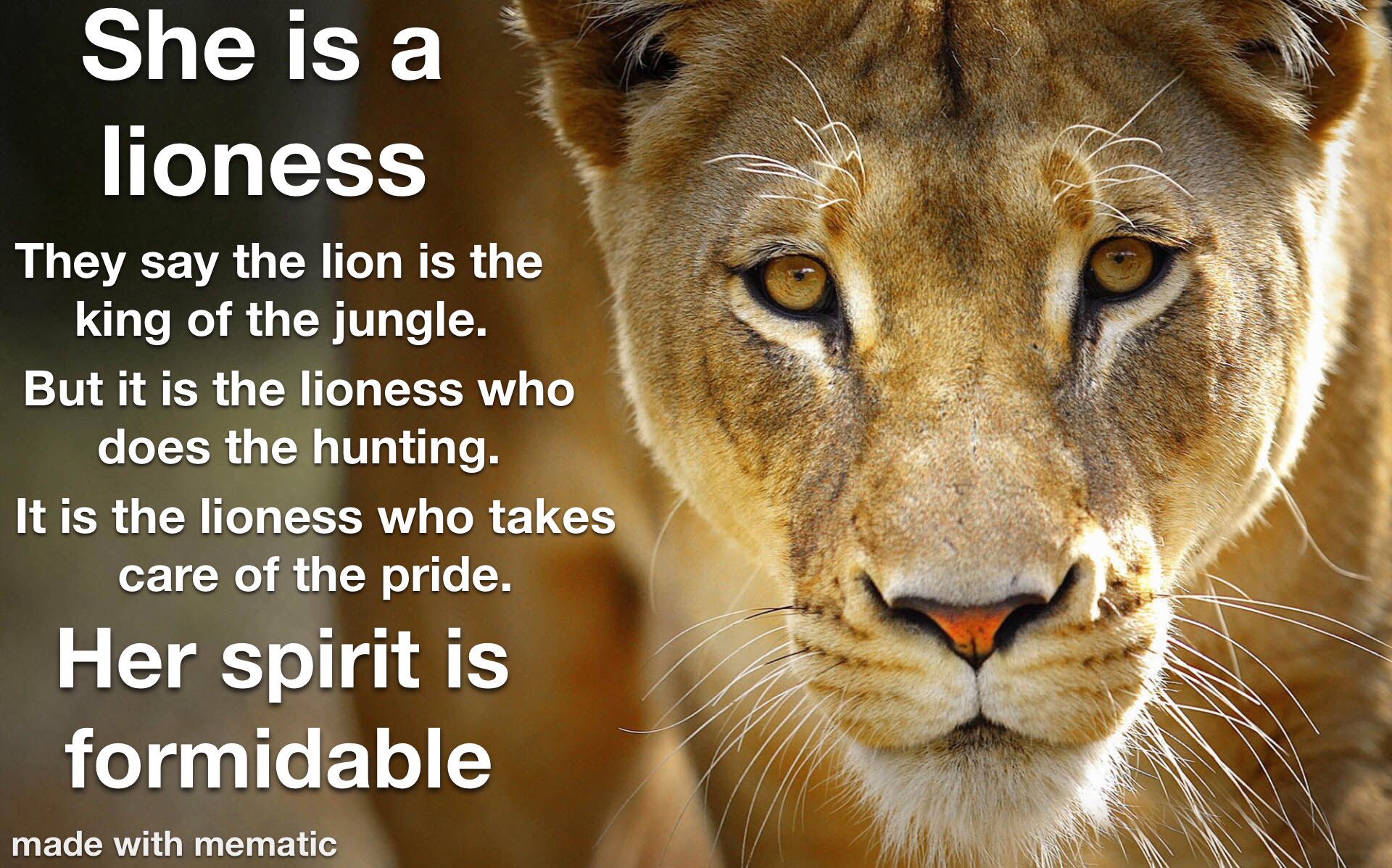 Lion Lioness Meme