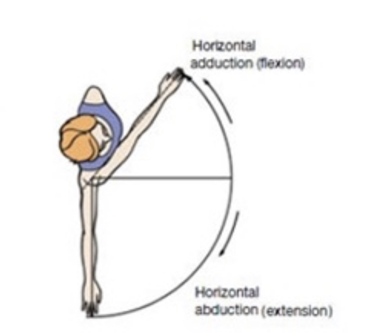 Shoulder Horizontal Abduction And Adduction