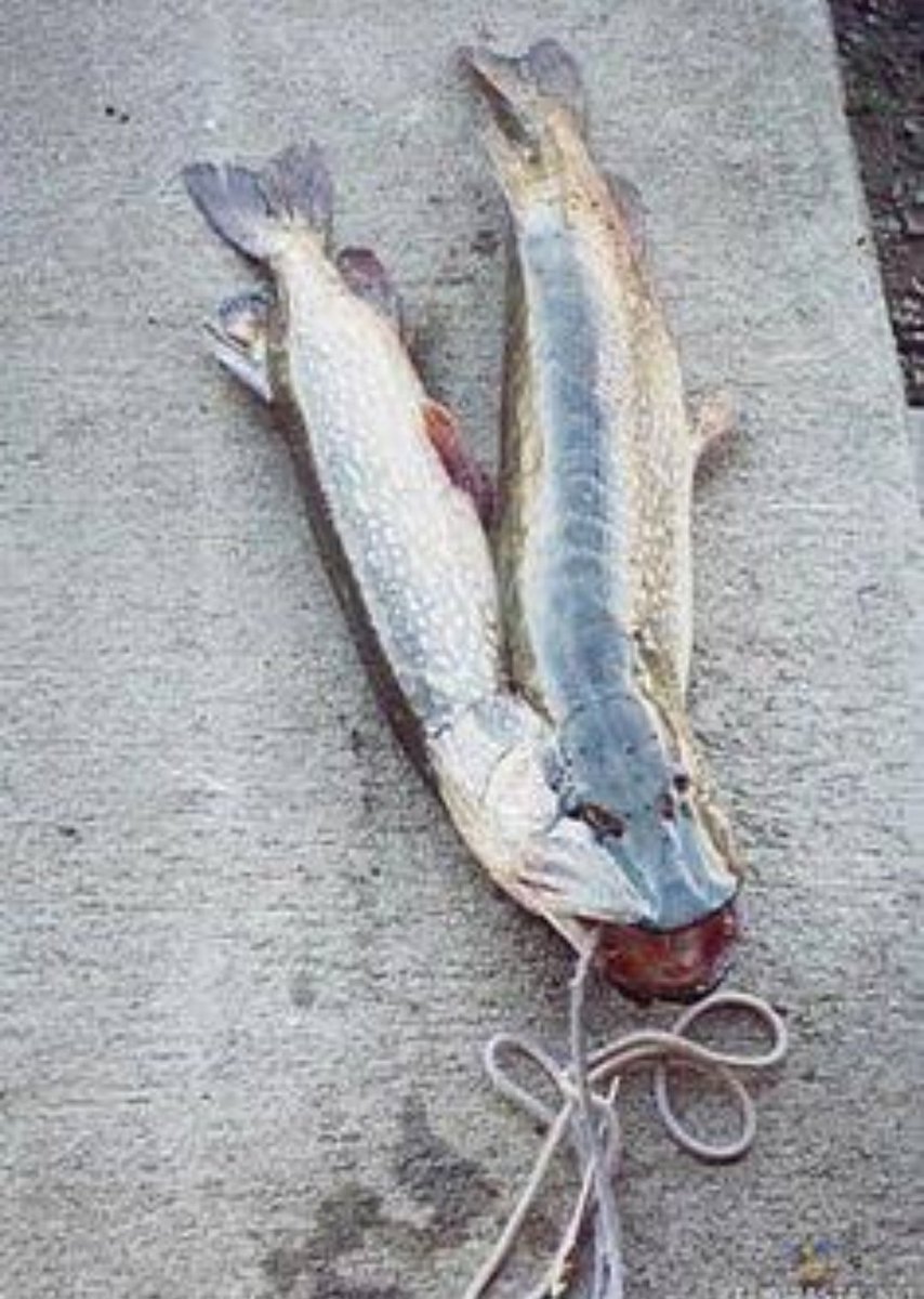 Chernobyl Animal Mutations Fish