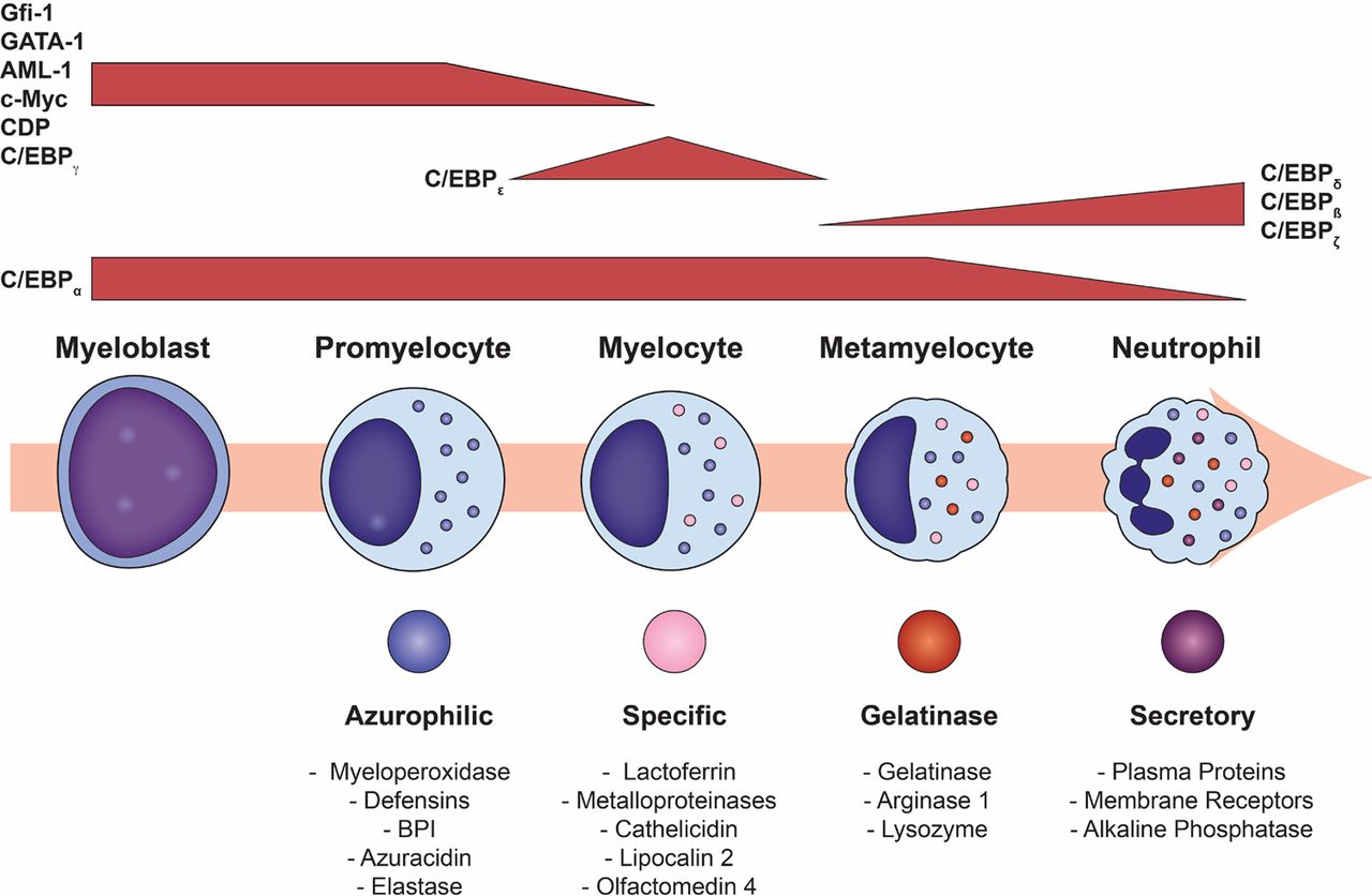 Metamyelocyte Lineage