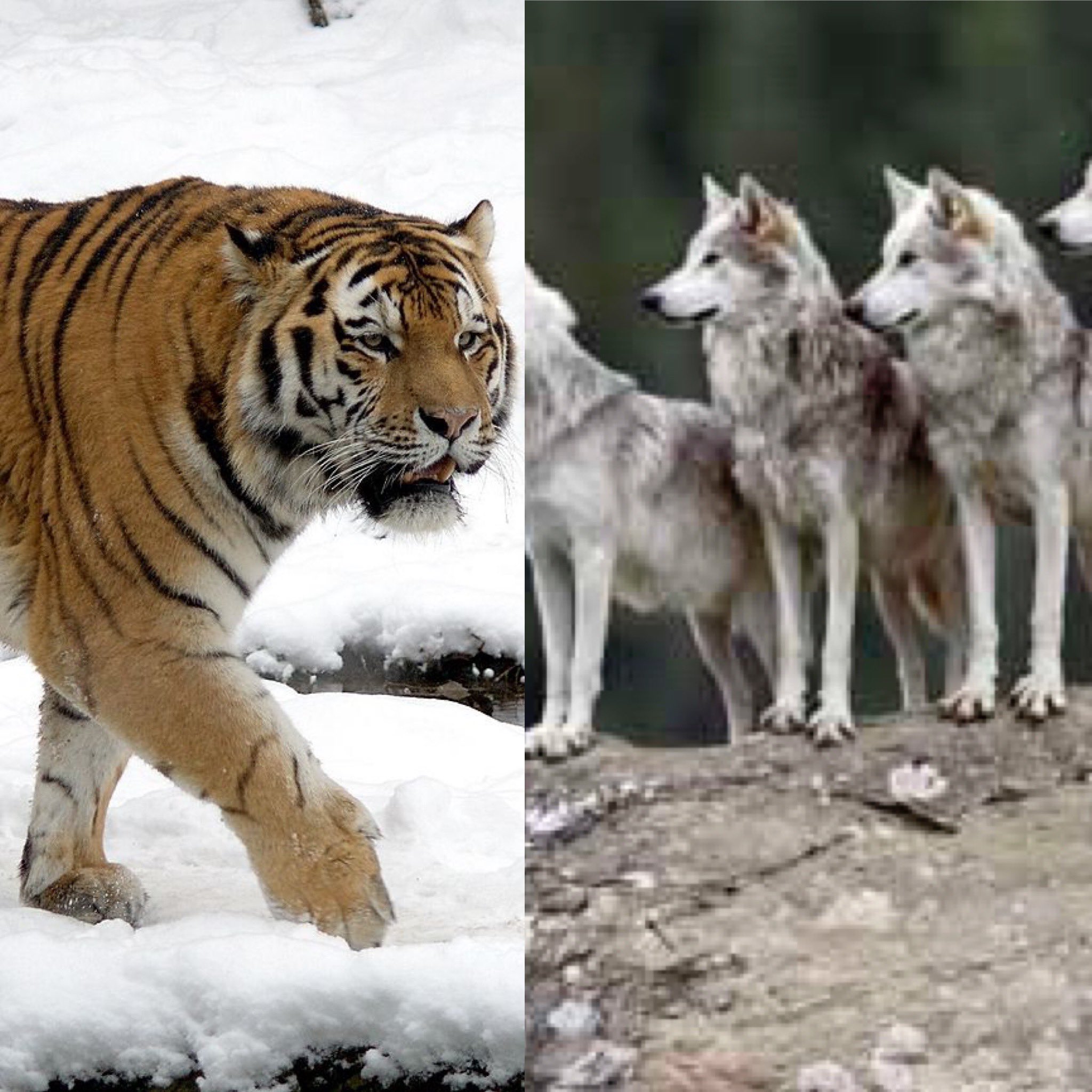 Tiger Vs Wolf Real Fight