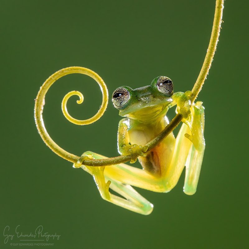 Emerald Glass Frog