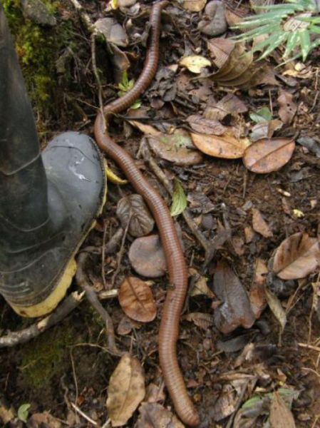 Giant African Earthworm