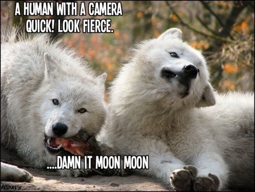 Dammit Moon Moon Meme