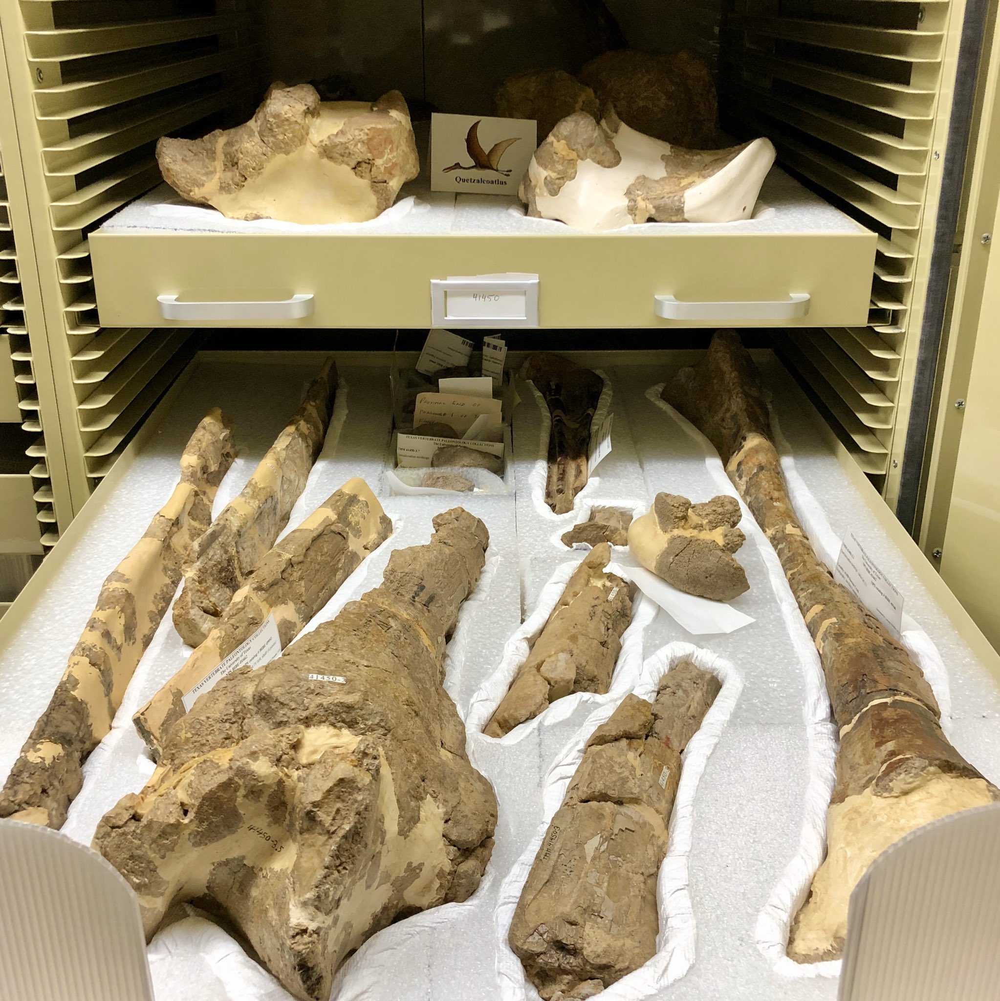 Quetzalcoatlus Fossil