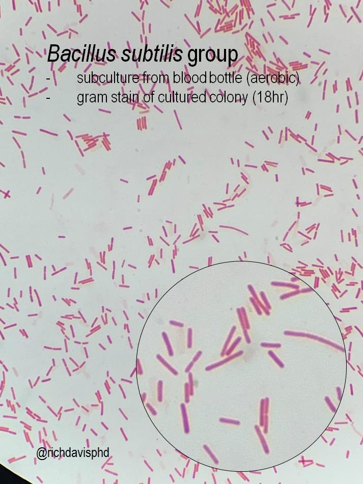 Bacillus Subtilis Morphology And Gram Stain