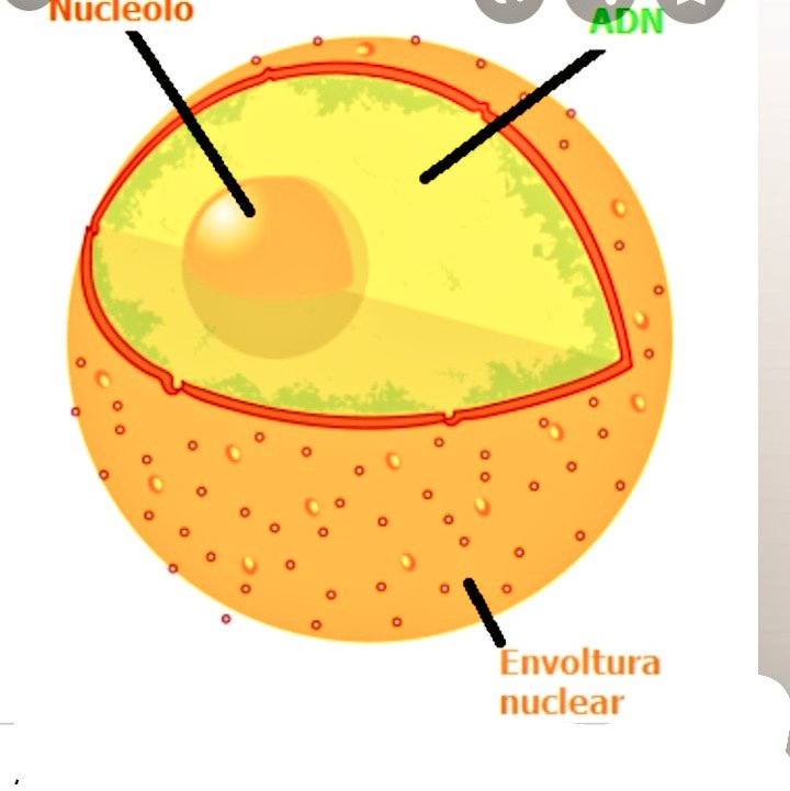 Membrana Nuclear De Celula Vegetal