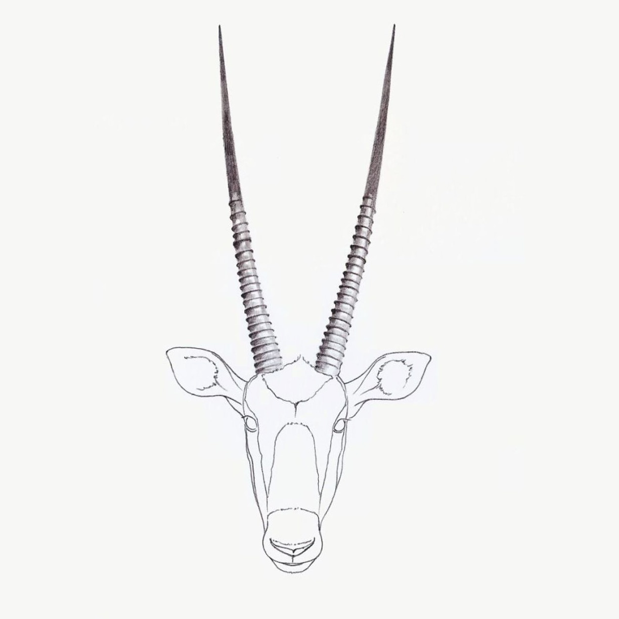 Oryx Head Drawing