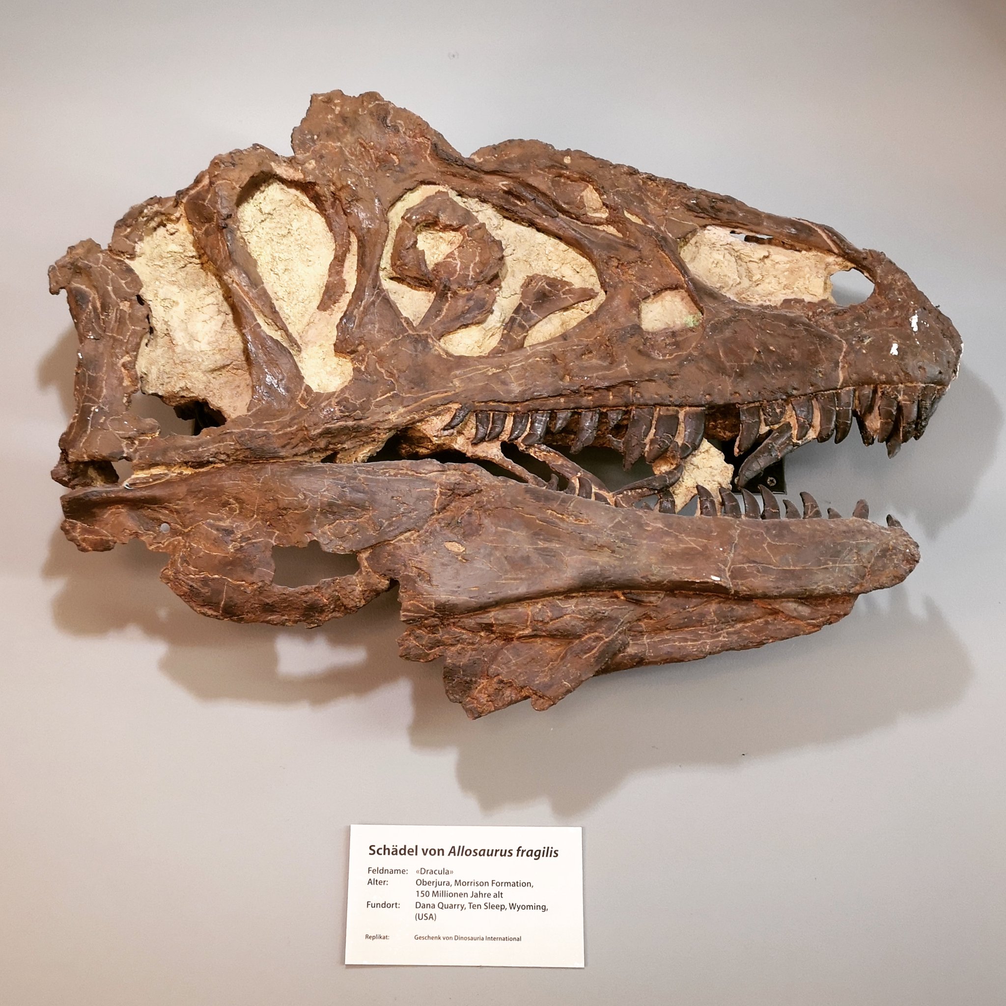 Allosaurus Fragilis Skull