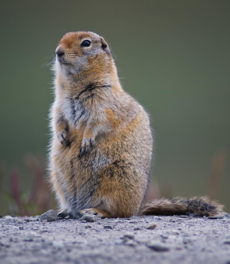 White Arctic Squirrel