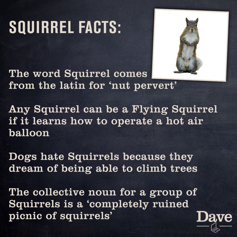 Do Dogs Hate Squirrels