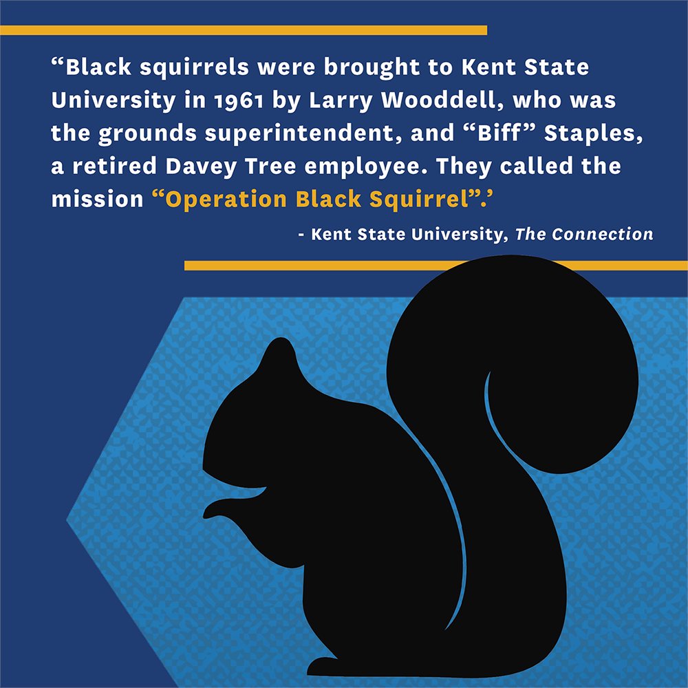 Black Squirrel Kent State