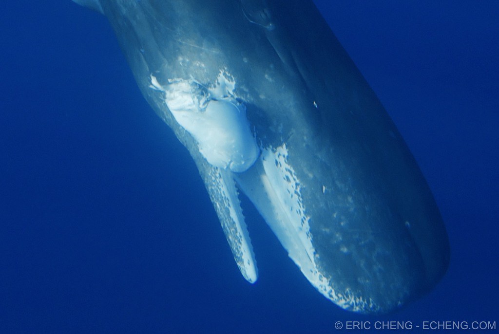 Sperm Whale With Giant Squid Marks