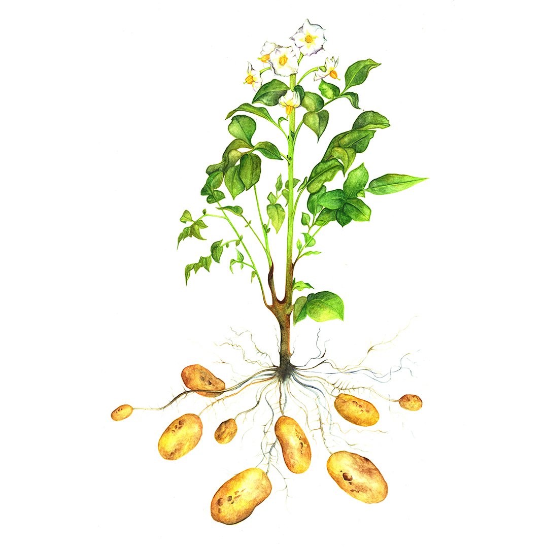 Potato Plant Drawing