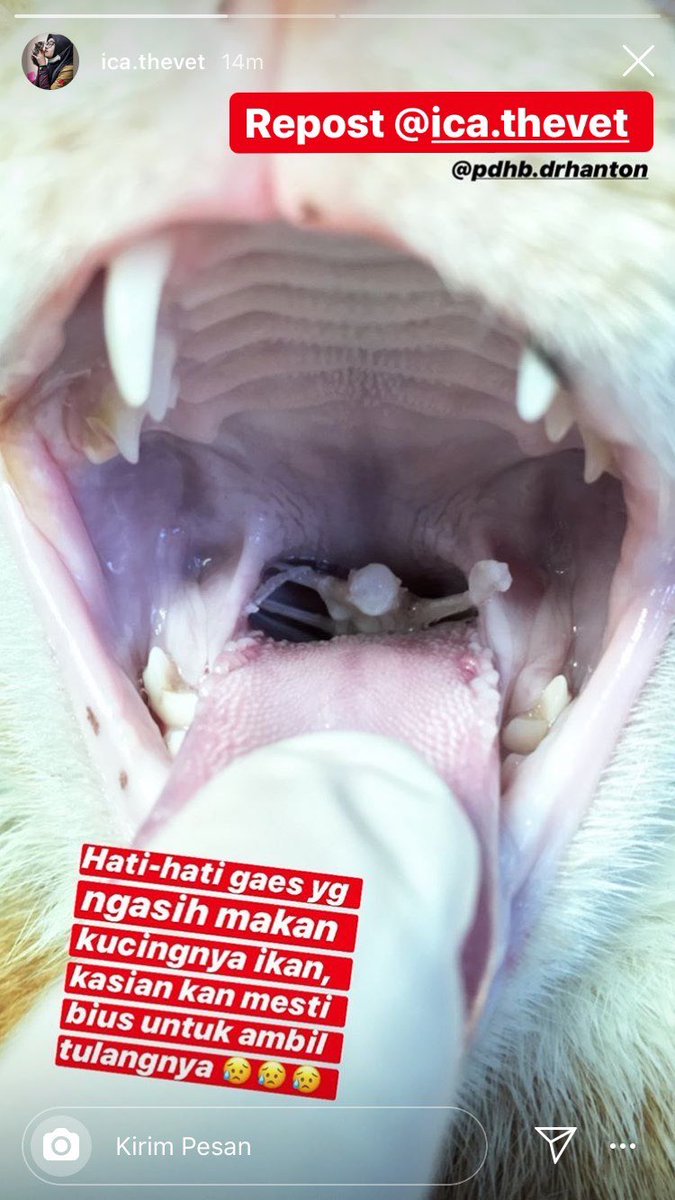 Jami on Twitter: "👨‍👩‍👧‍👦: Trus jg ada yg dikasih campuran tempe gitu, gimana dok?? 👨🏻‍⚕️: Nga ...