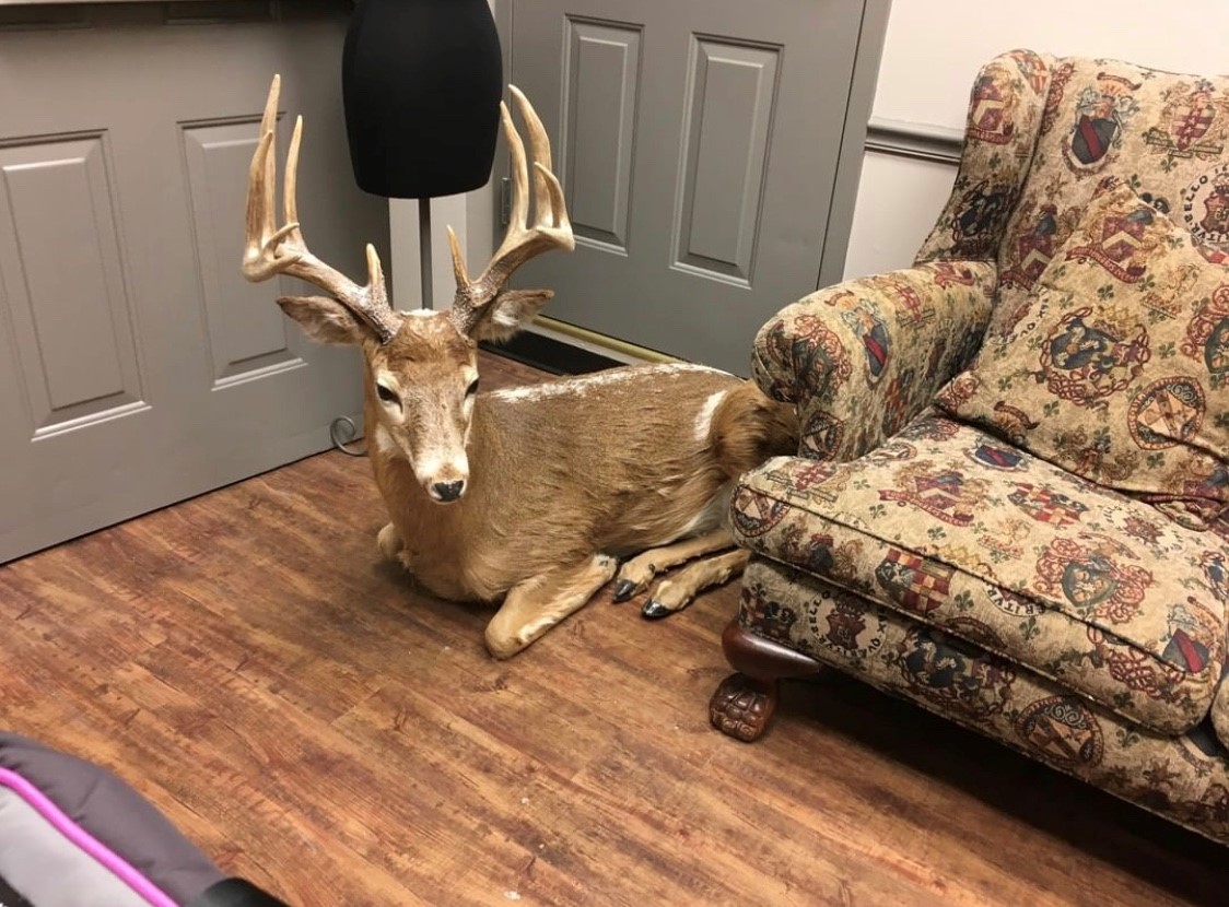 Cool Full Body Deer Mounts
