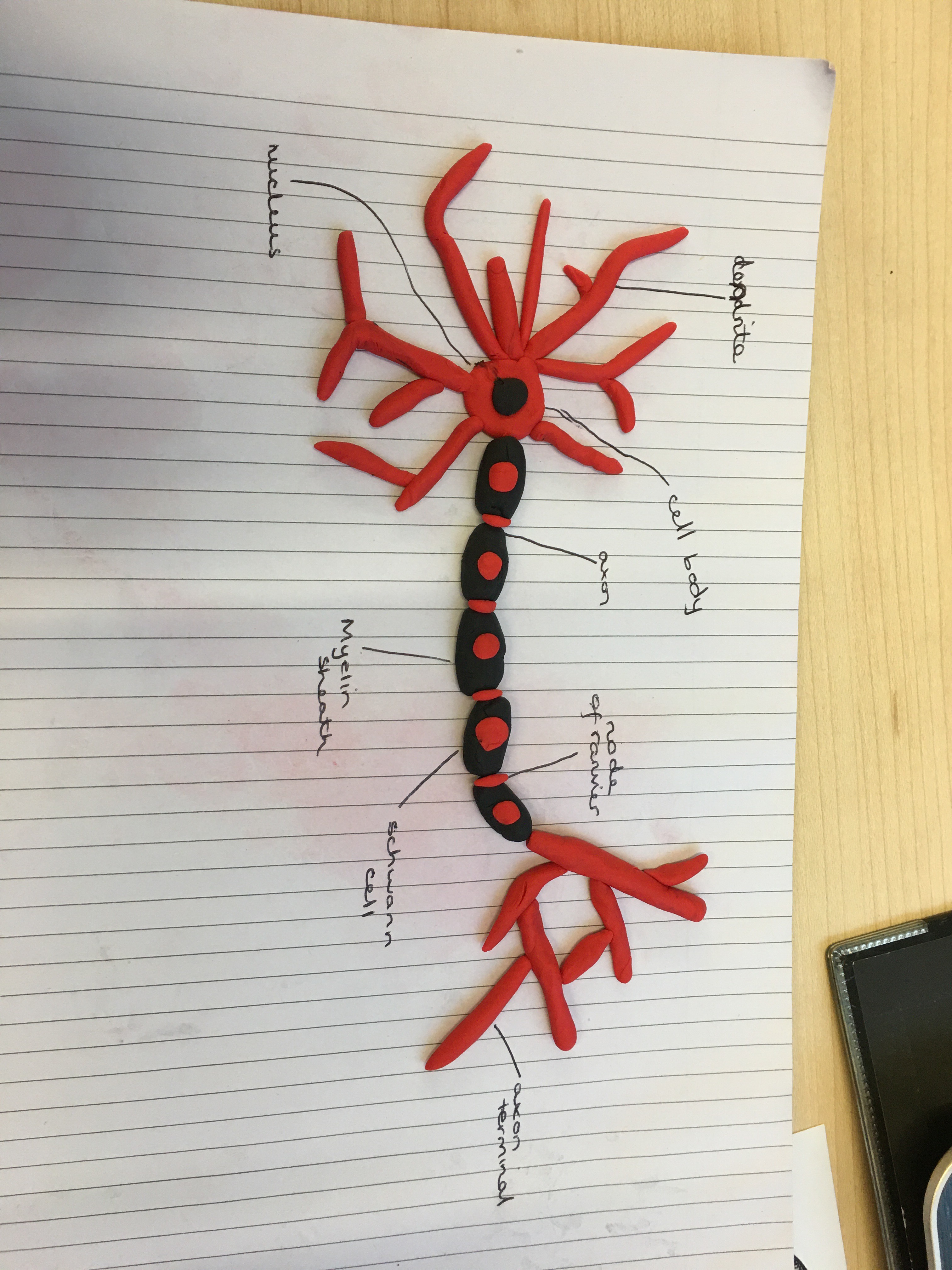 Neuron Project Model