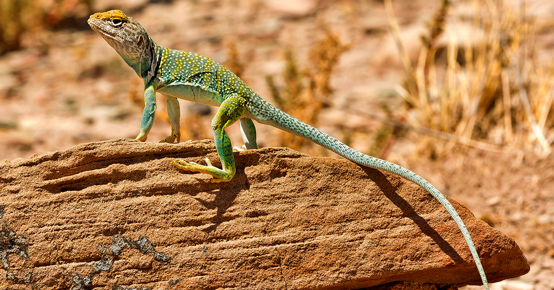 Eastern Collared Lizard Running