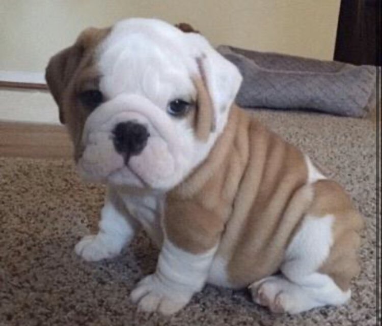 Austin Pennell (@AustinPennell3) | Twitter