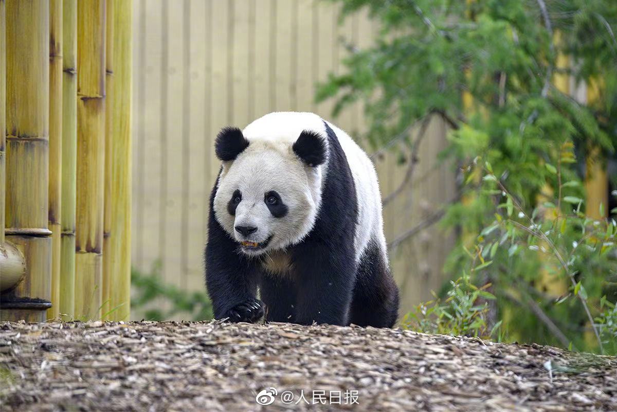 Welcome home! Canadian-born giant panda cubs Jia Panpan and Jia Yueyue ...