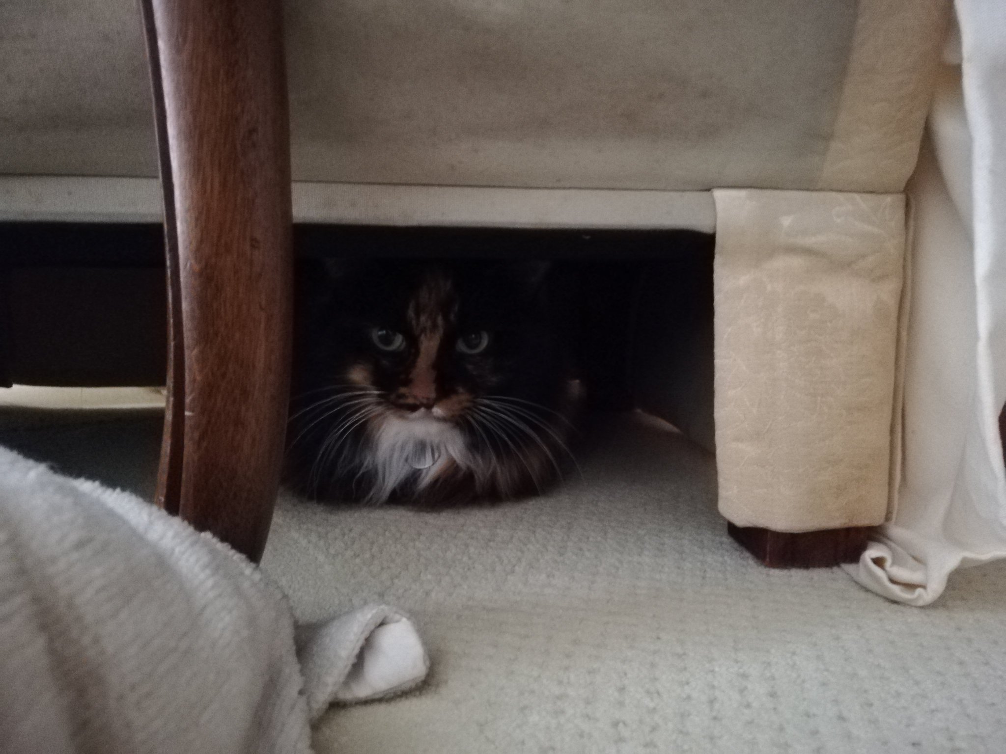 nekomono猫ノア担当部長 on Twitter: "(1枚目)避難ちゅー。 (2枚目)まだ、避難ちゅー。 😼ロカイユ #隠れる猫 #用心深い #猫ロカ…