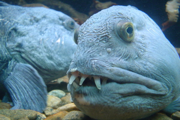 Worlds Ugliest Fish