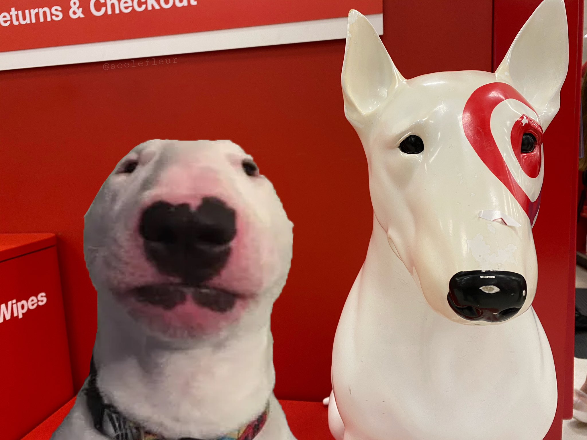 What Breed Is The Target Mascot Dog