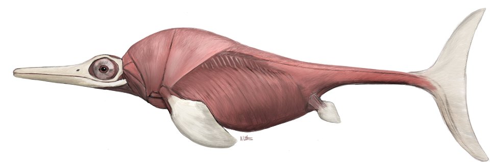 Ophthalmosaurus Skeleton