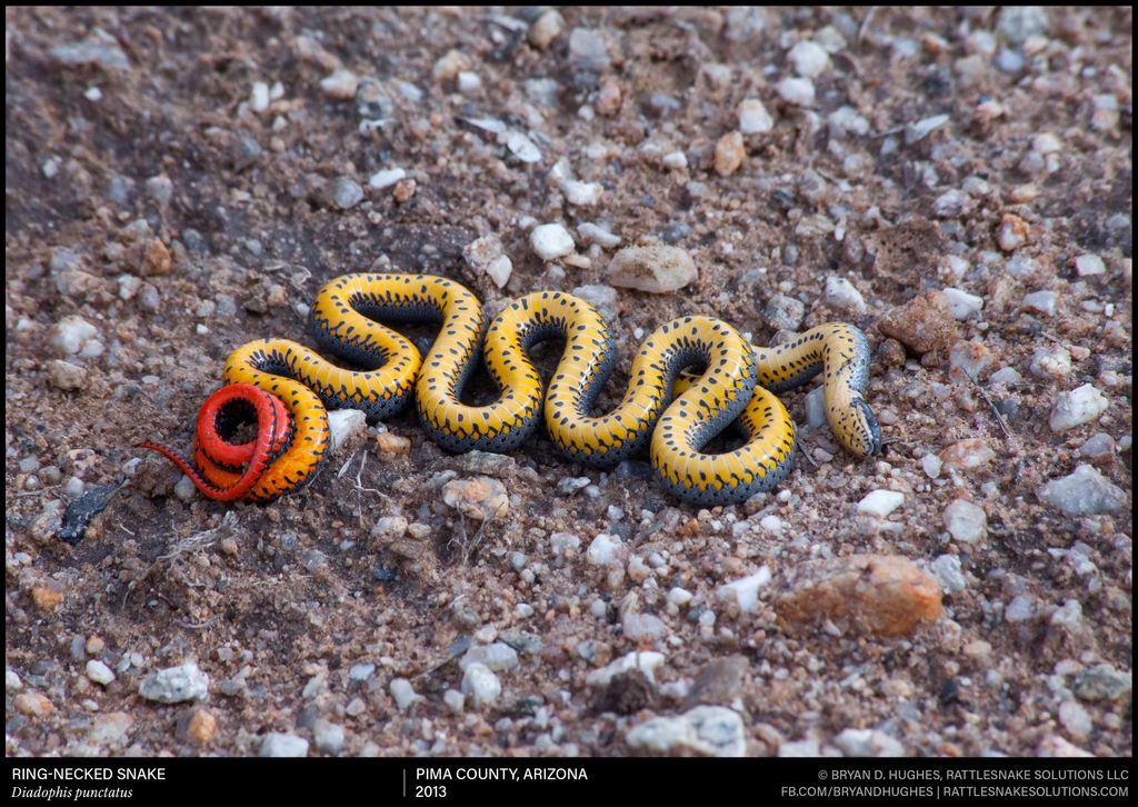 Most Colorful Snake