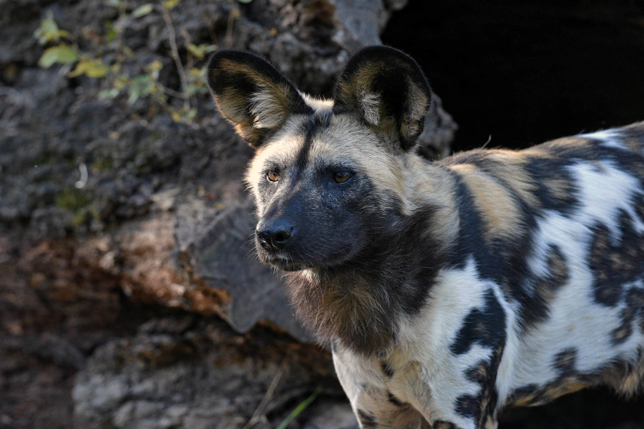 Are Hyena Dogs