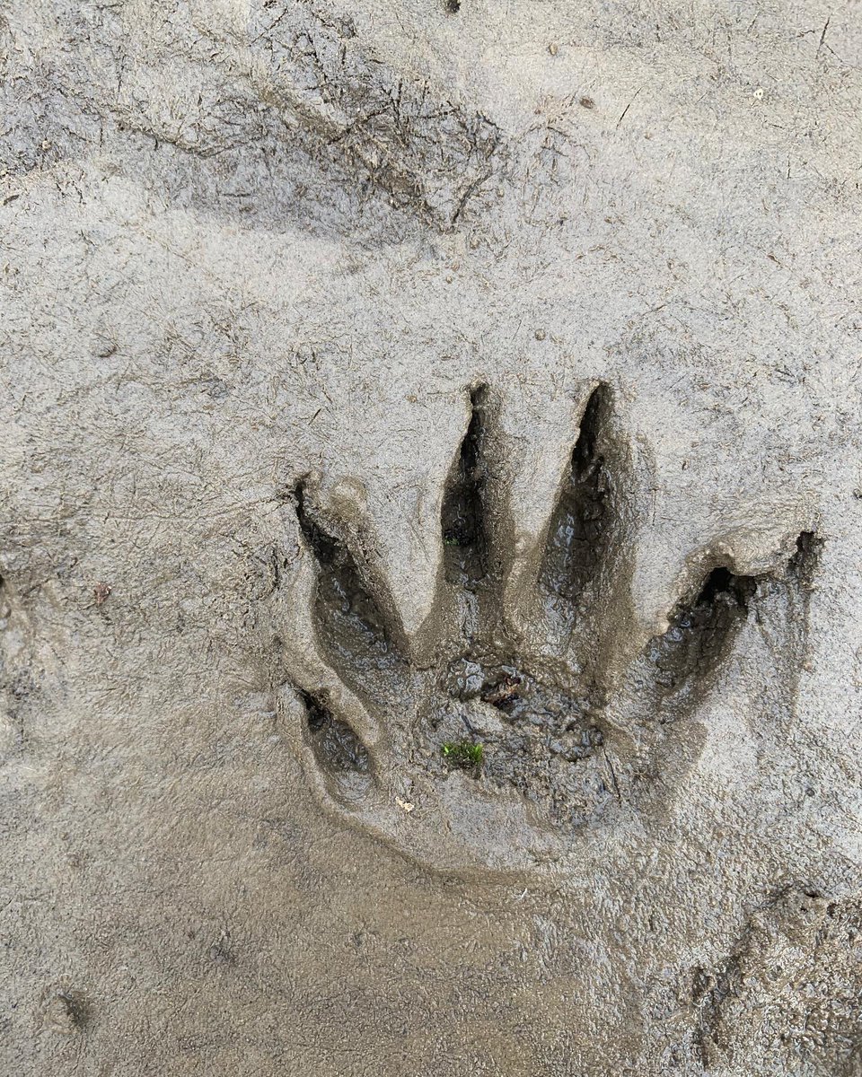 Beaver Tracks In Mud
