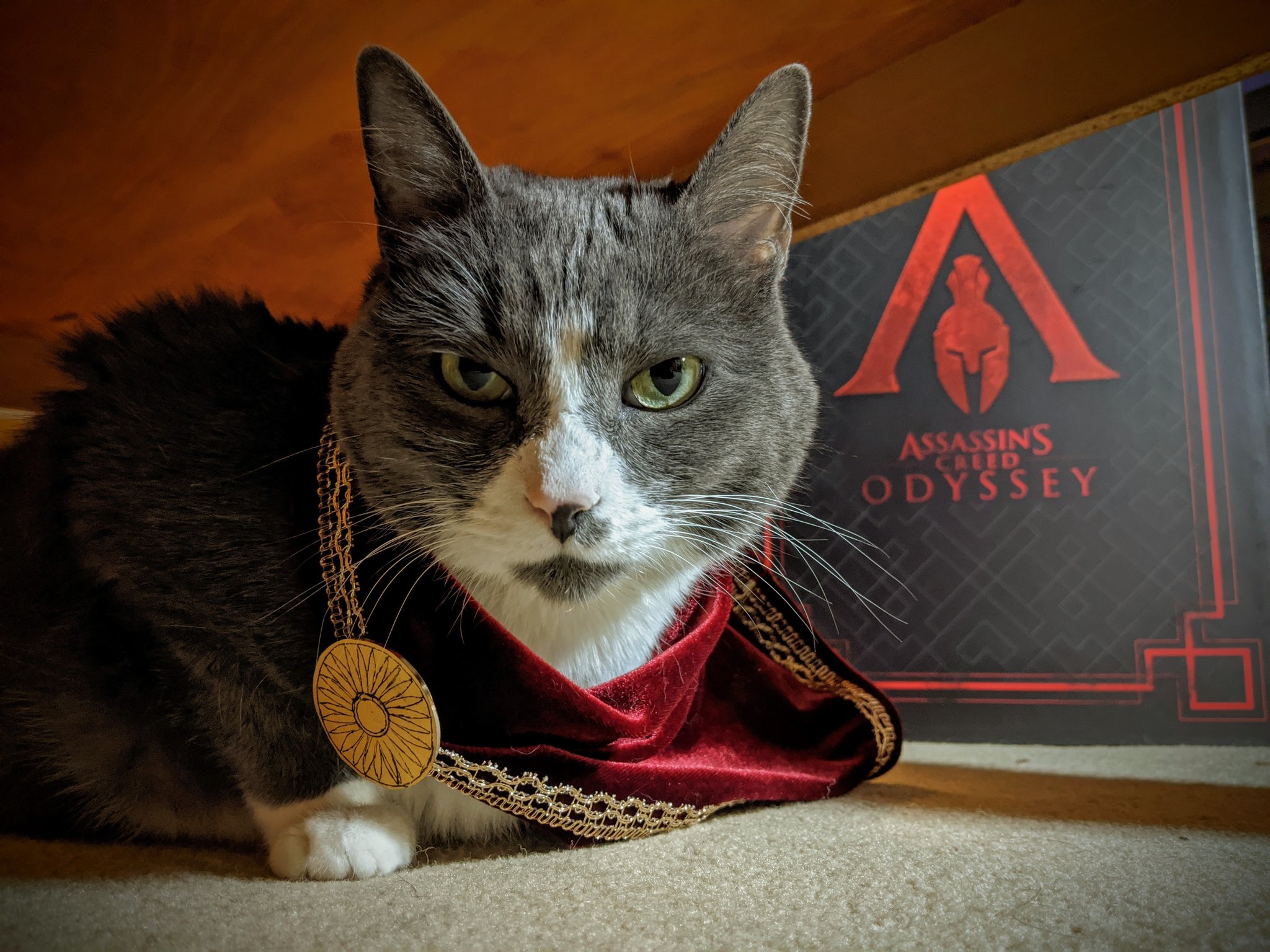 Assassins Cat Wallpaper ACR Cat Photo Contest! Post... Assassin's