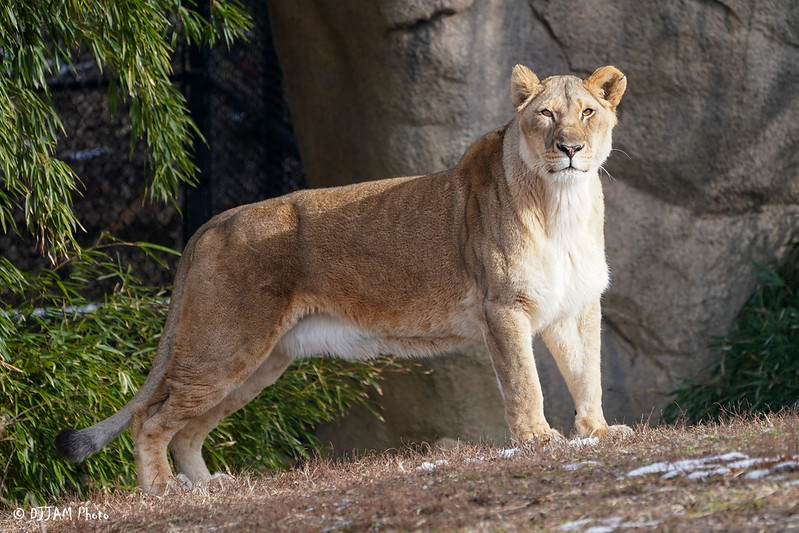 Lion Body Profile