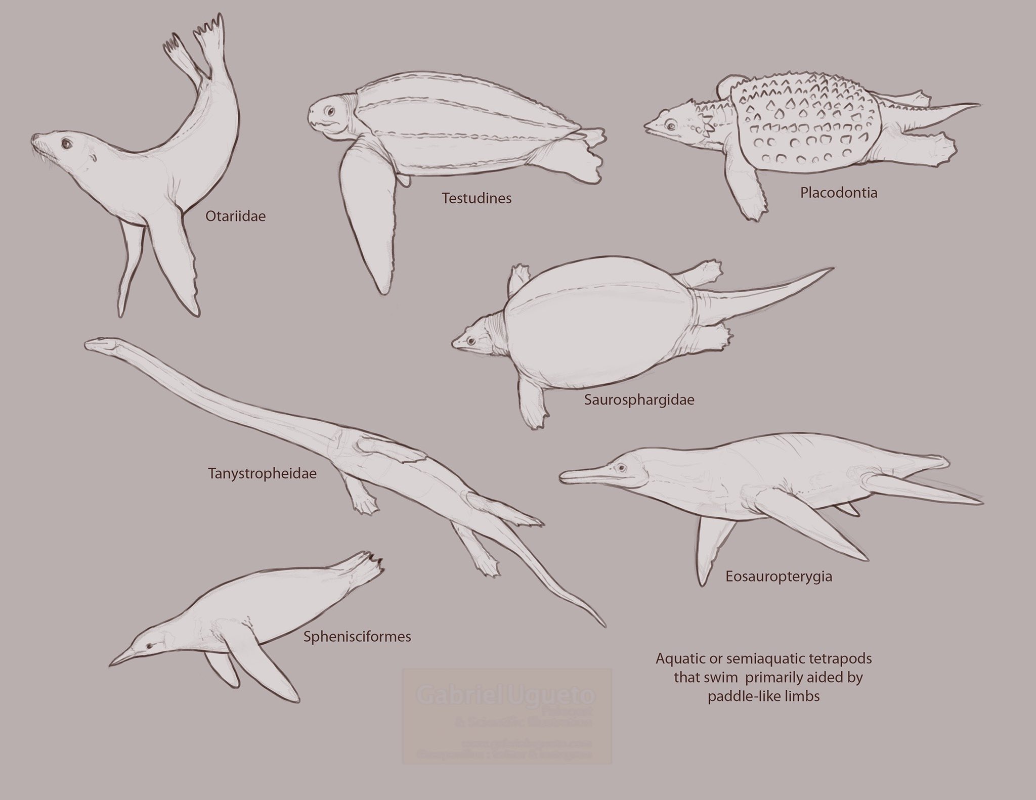 Animal Evolution Examples