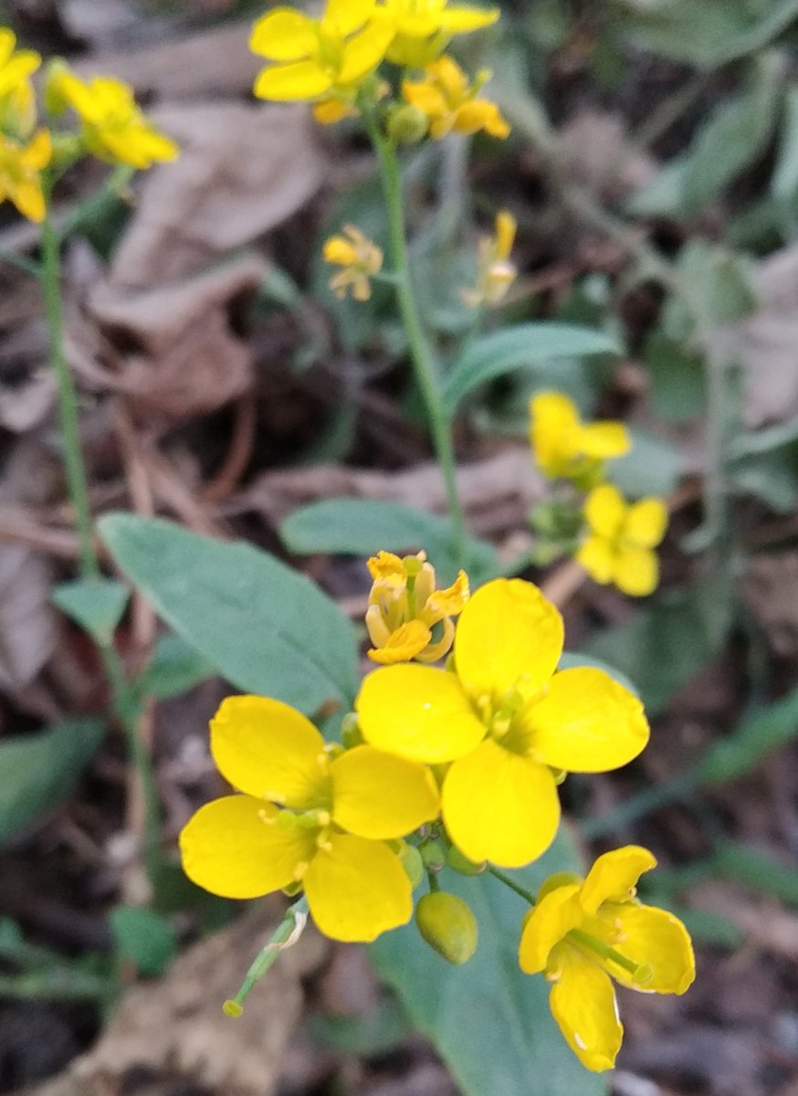 Mohammad Ali Rumon (@mohammad_rumon) | Twitter