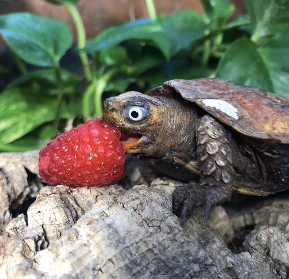 Turtle Eating Raspberry