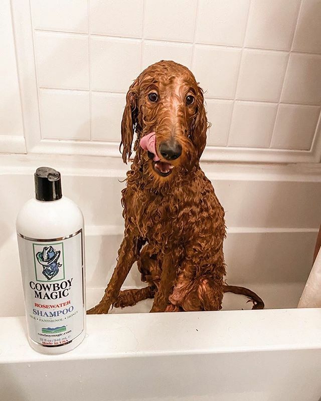 How To Use Cowboy Magic On Dogs
