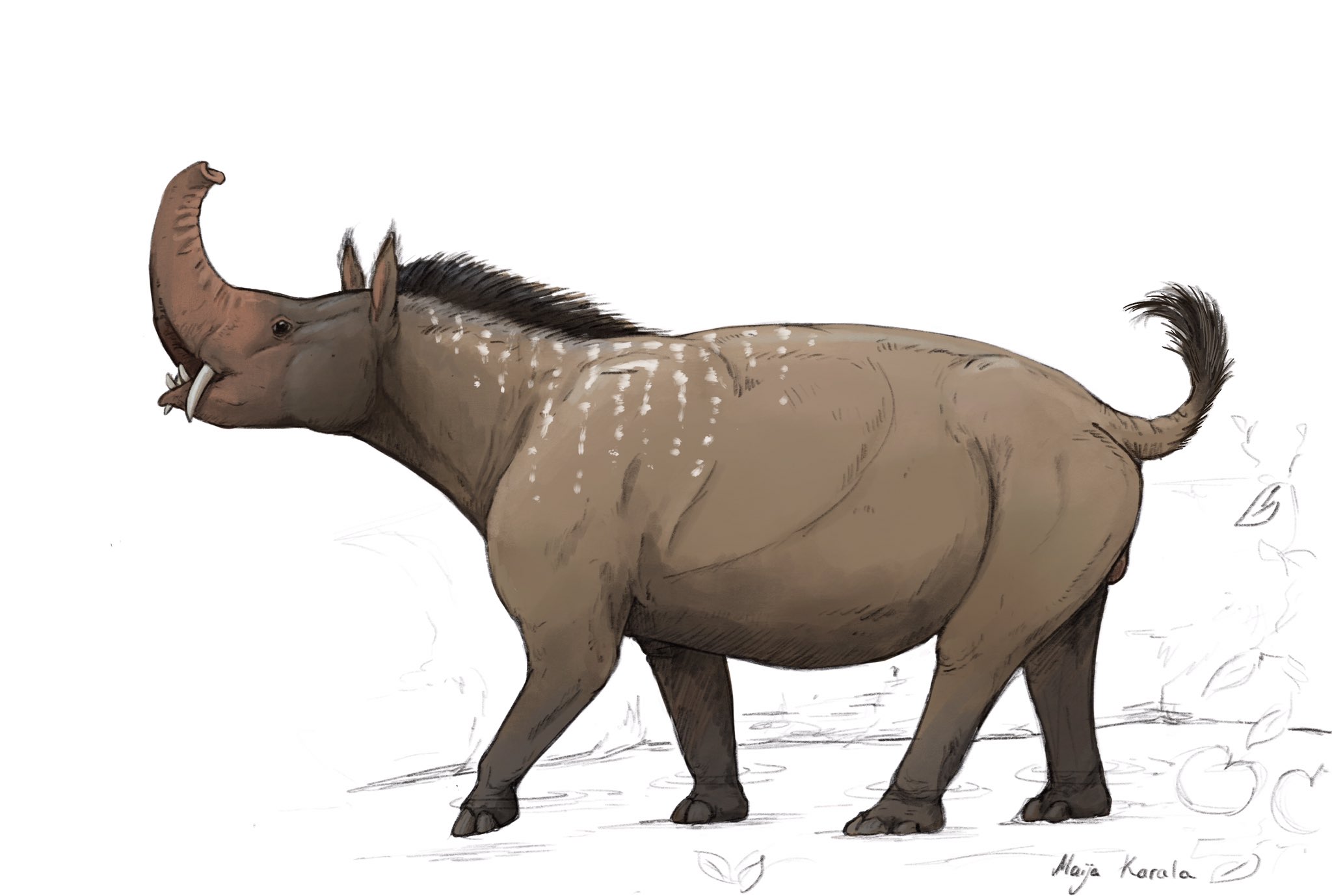 Astrapotherium