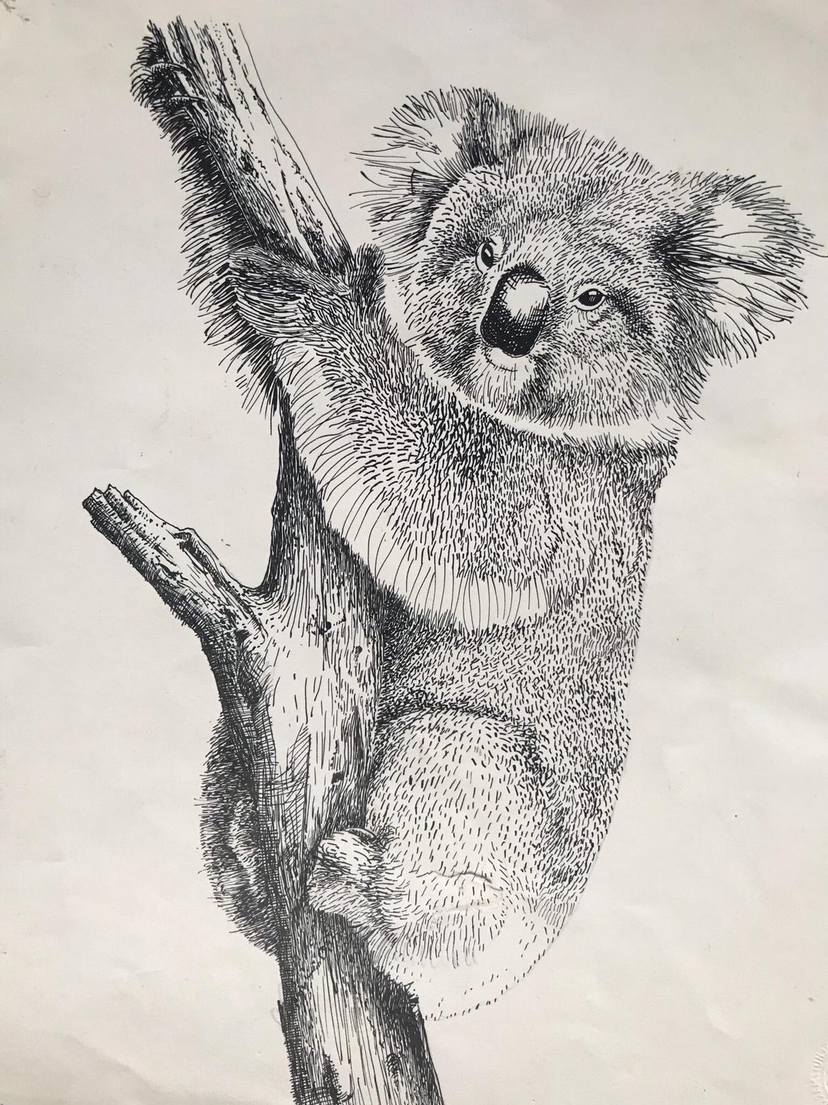 Koala Pencil Drawing