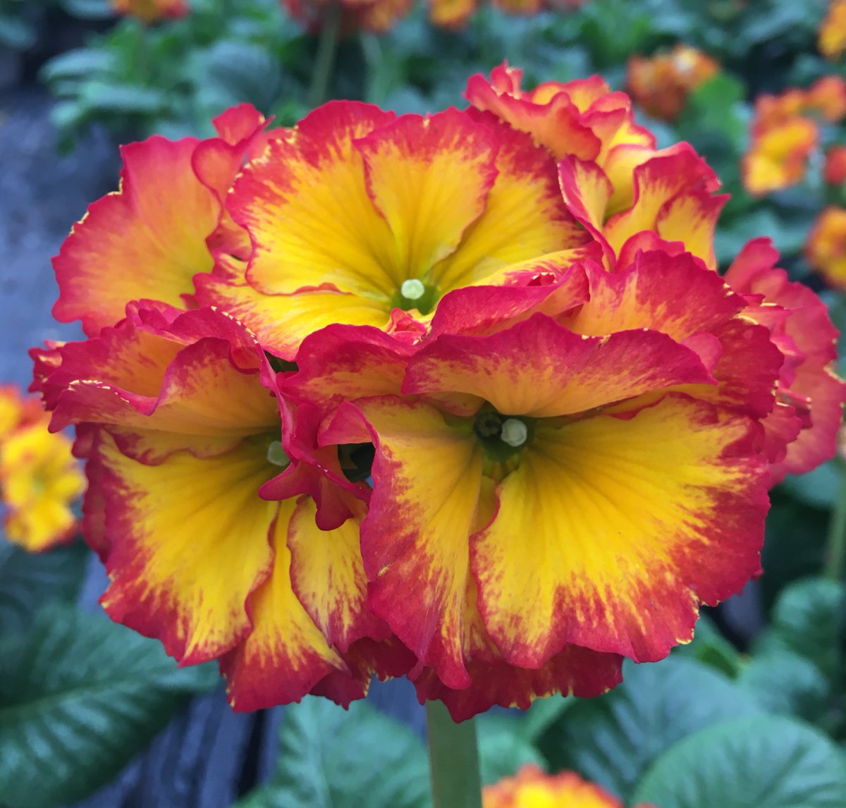 Farplants on Twitter: "Our Polyanthus Fire Dragon are packing a punch in the colour department ...