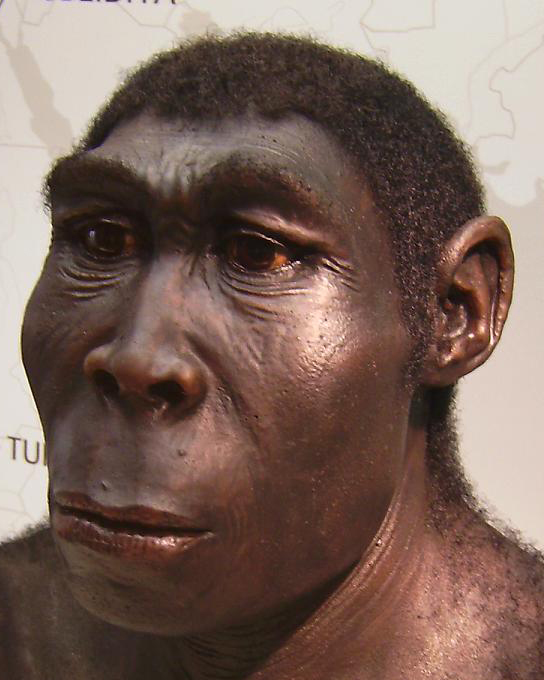 The last recorded population of Homo erectus died in a single flood ...