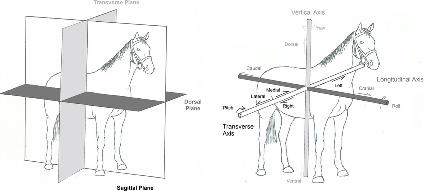 Frontal Plane Animal