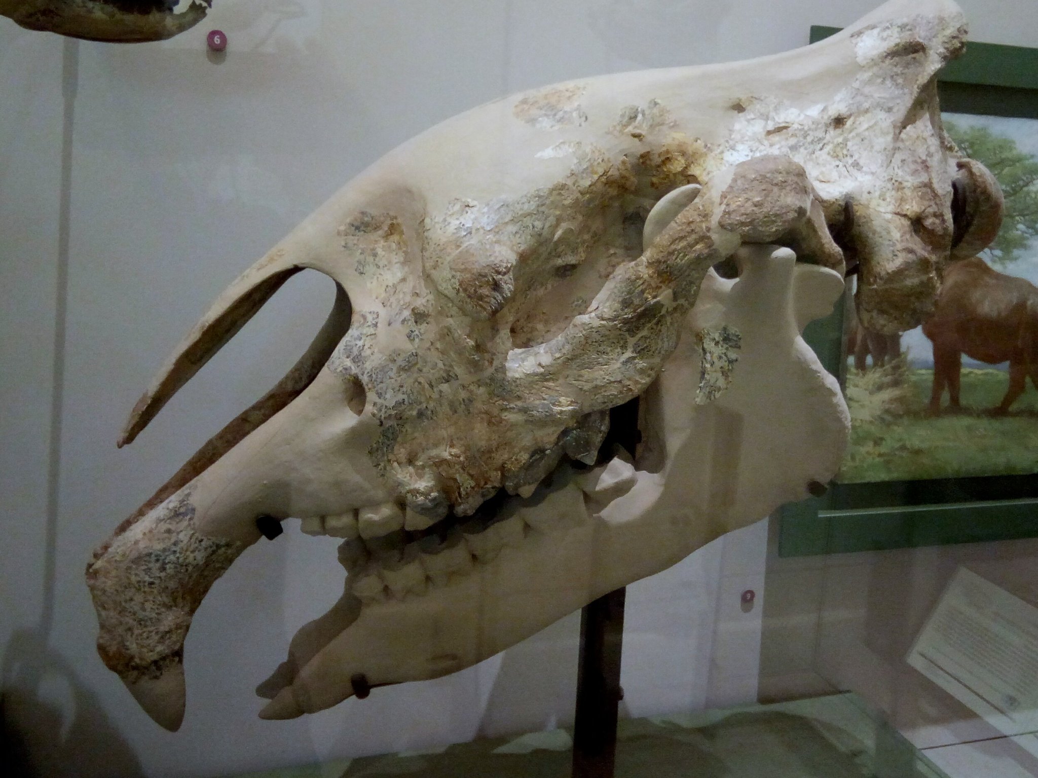 Paraceratherium Skeleton