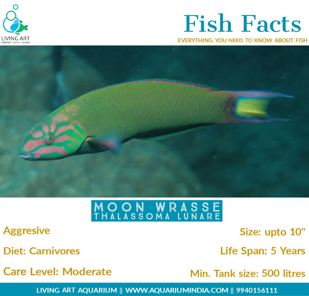 Moon Fish Facts